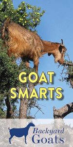 Are Goats Smart? Revealing Goat Intelligence - Goat Journal